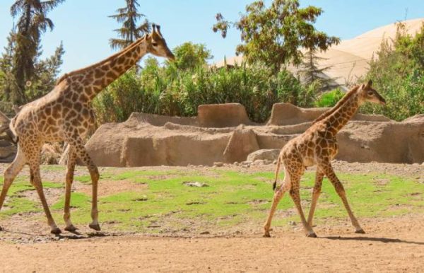 Buin Zoo | Somos Tour